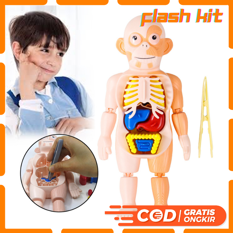 Jual MAINAN MONTESSORI TOYS EDUKASI ANAK 1 2 3 TAHUN ANATOMI TUBUH BODY ...