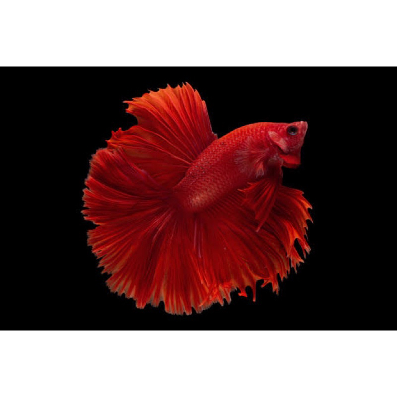 Jual halfmoon super red sudah full merah ekor lebar | Shopee Indonesia