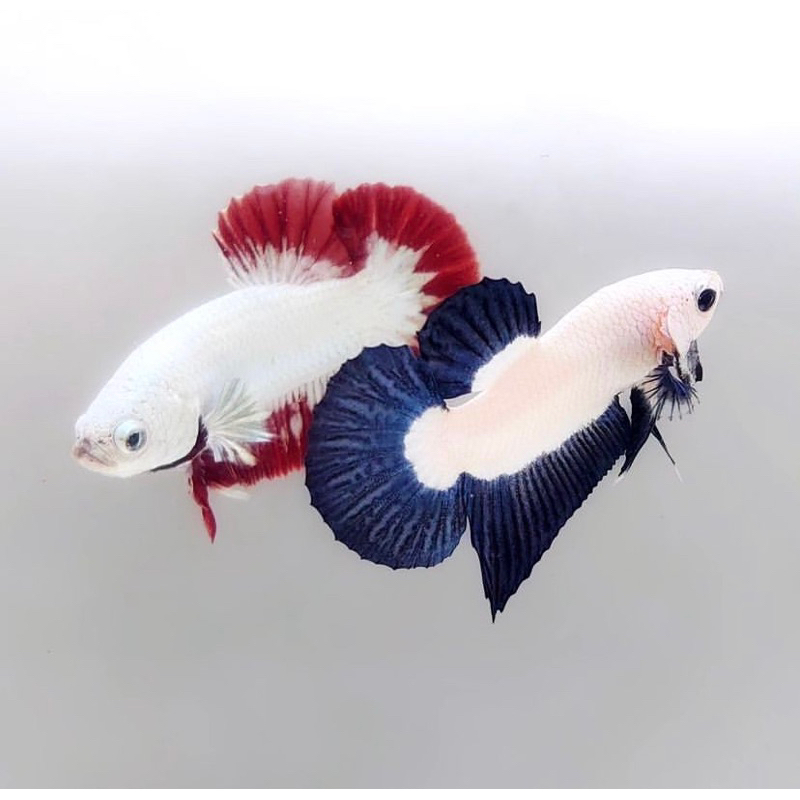 Jual cupang isi 2 ekor, merah putih dan biru putih, kualitas sudah ...