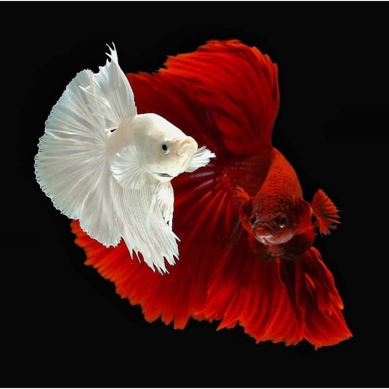 Jual cupang merah putih isi 2 ekor, ekor lebar, cocok untuk hiasan ...