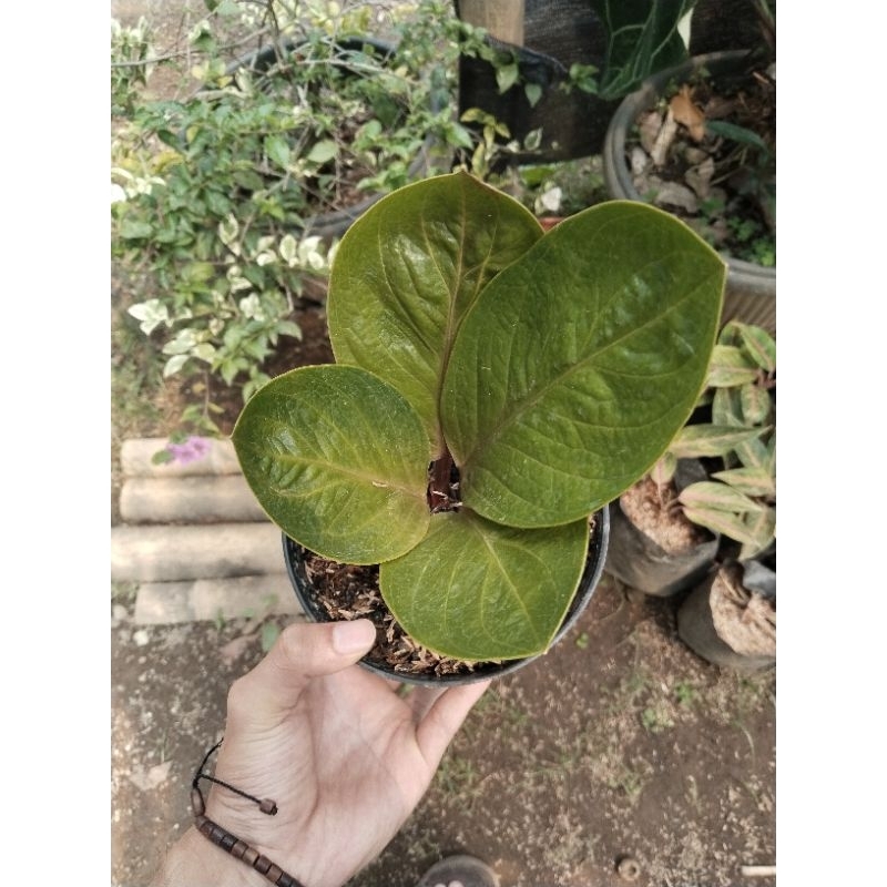 Jual Anthurium Jemani Mangkok | Shopee Indonesia