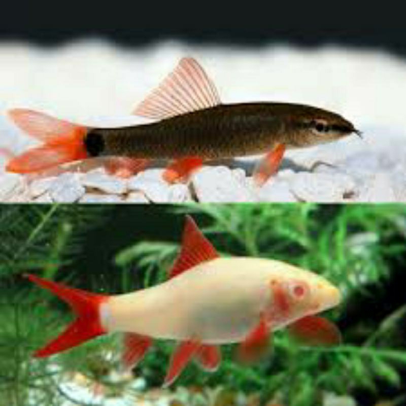 Jual Dekorasi aquarium Redfin shark black/albino | Shopee Indonesia