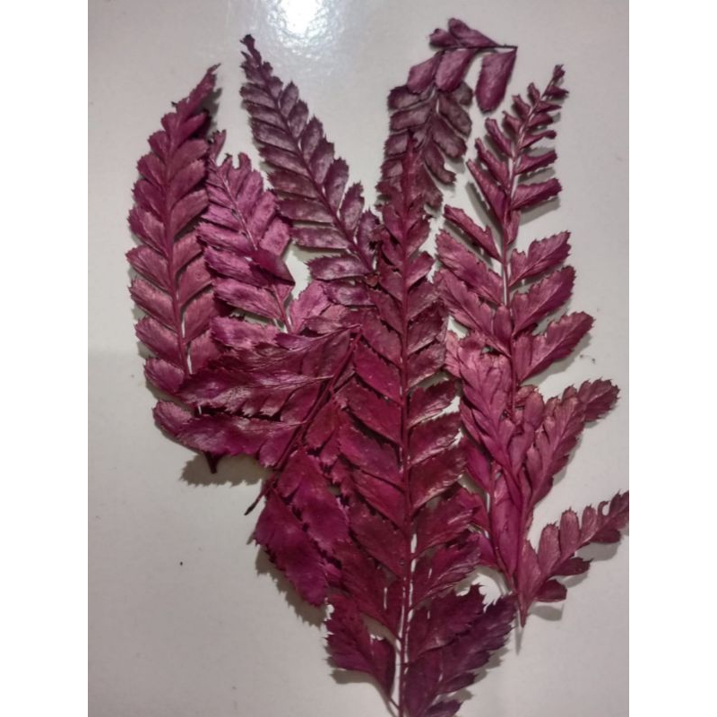 Jual Daun Pakis Kering Untuk Hiasan Cake Rustic,Topper Daun Pakis ...