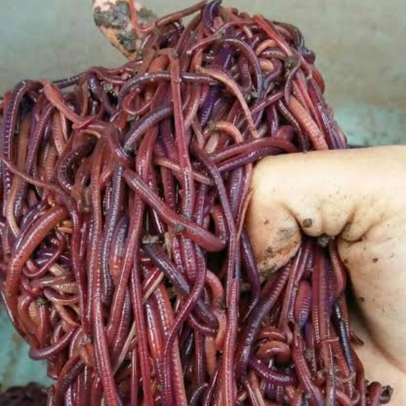 Jual Kebutuhan pakan hewan (cacing tanah) | Shopee Indonesia