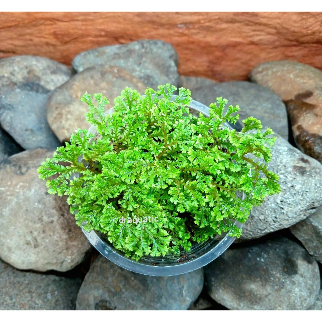 Jual Tanaman Hias Pakis Ambon | Lumut Ambon Paludarium Terrarium ...