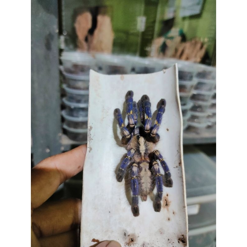Jual poecilotheria metallica female ( pakan ikan, pakan reptile ...