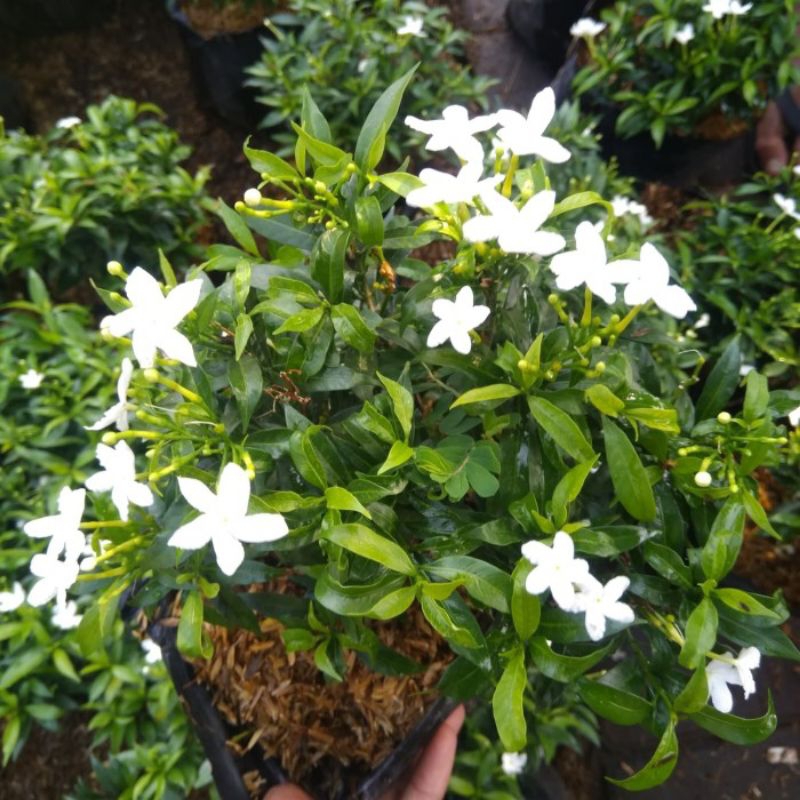 Jual BUNGA ROMBUSA PUTIH | Shopee Indonesia