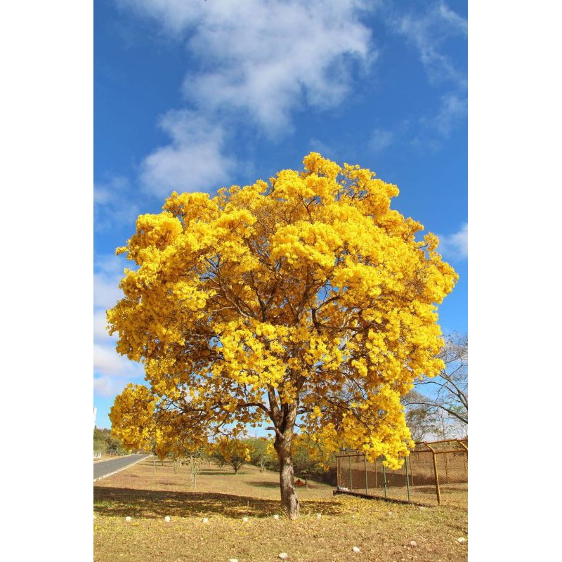 Jual TANAMAN HIAS BIBIT POHON TABEBUYA KUNING - BUNGA SAKURA INDONESIA ...