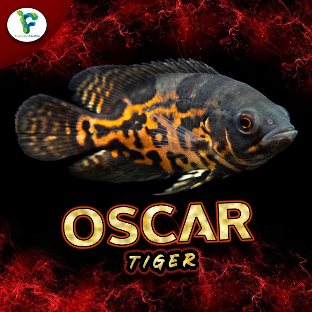 Jual IKAN BABY OSCAR TIGER / OSCAR BATIK | OSCAR TIGER | IKAN PREDATOR ...