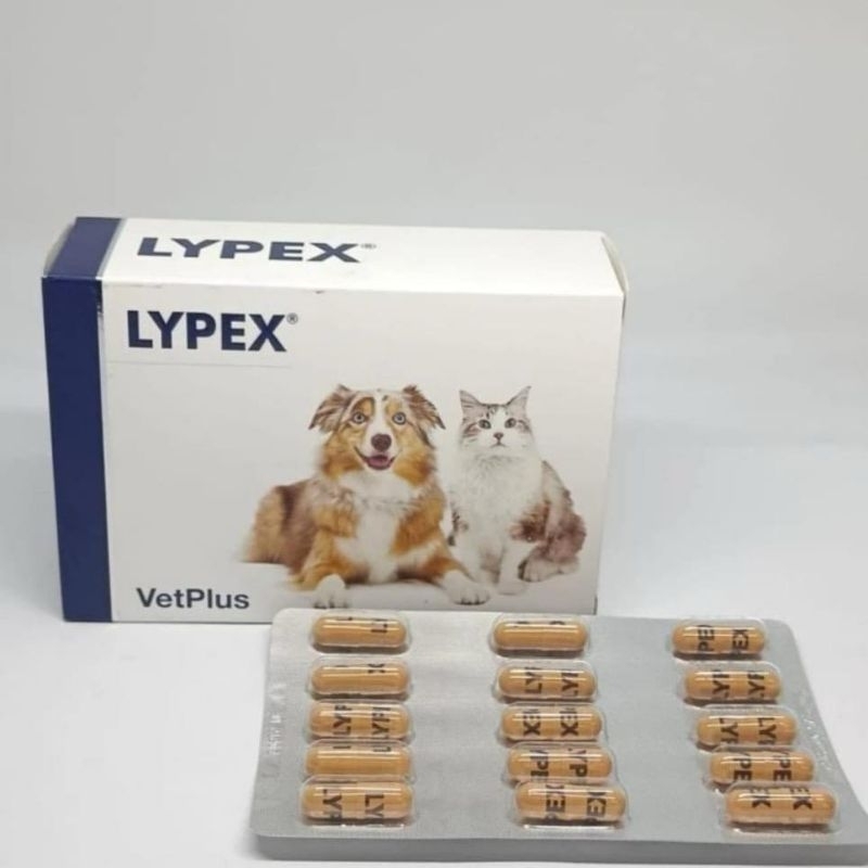 Jual vetplus lypex kucing per box (vitamin) | Shopee Indonesia
