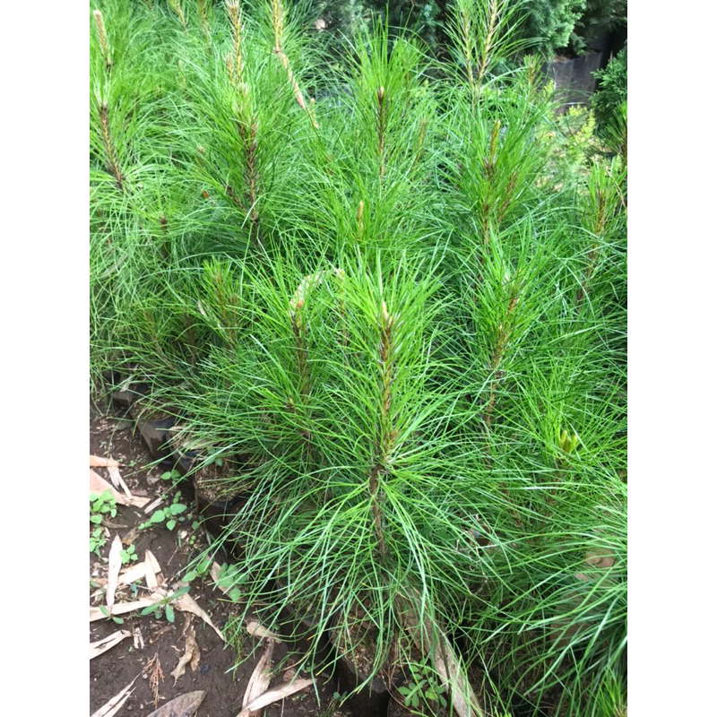 Jual pohon pinus | Shopee Indonesia