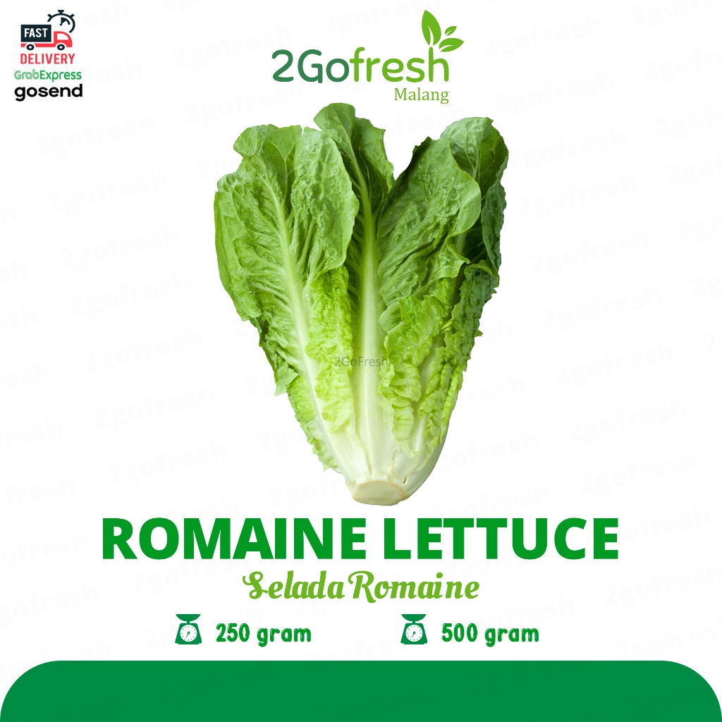 Jual Daun Selada Romaine / Slada Romaine / Romaine Lettuce Fresh - Sayur Sayuran | Shopee Indonesia