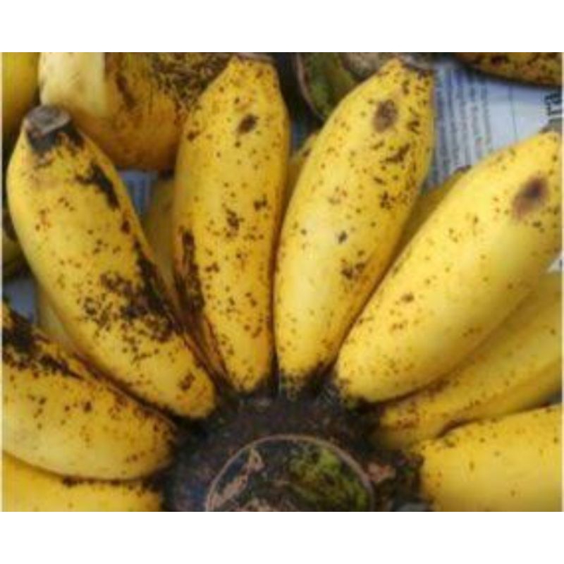 Jual pisang susu/pisang pesto Jawa nya 1 sisir | Shopee Indonesia