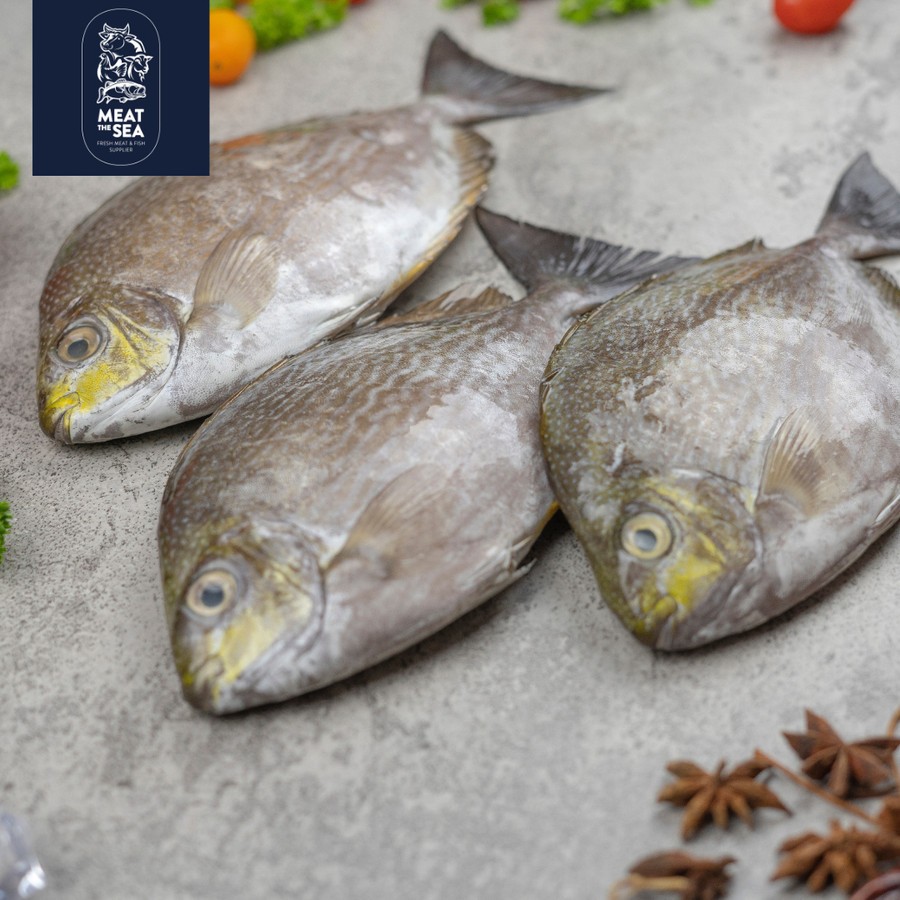 Jual Ikan Baronang Fresh Frozen - DIBERSIHKAN | Shopee Indonesia