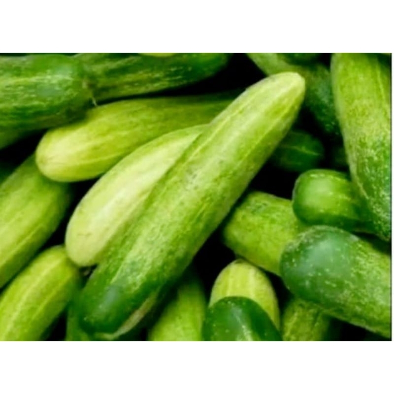 Jual timun fresh dari lahan 1 KG (Khusus Wilayah Sukabumi) | Shopee ...