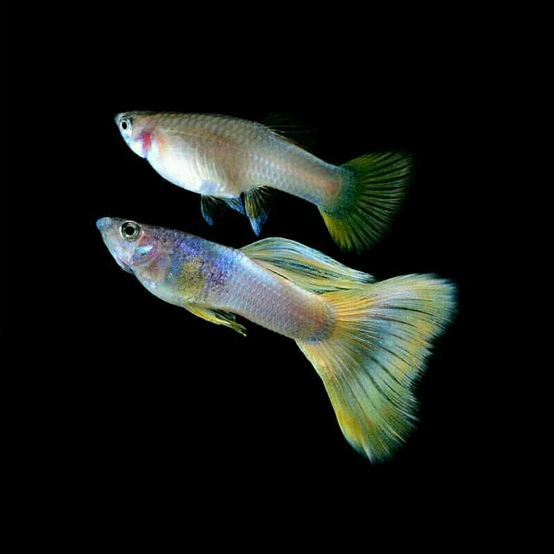 Jual ikan guppy metal yellow pingu - pasangan | Shopee Indonesia