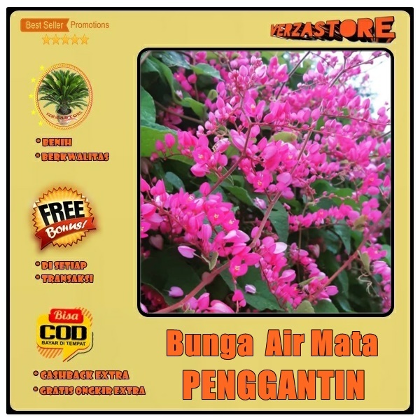 Jual biji benih bunga air mata pengantin pink (Antigonon leptopus ...
