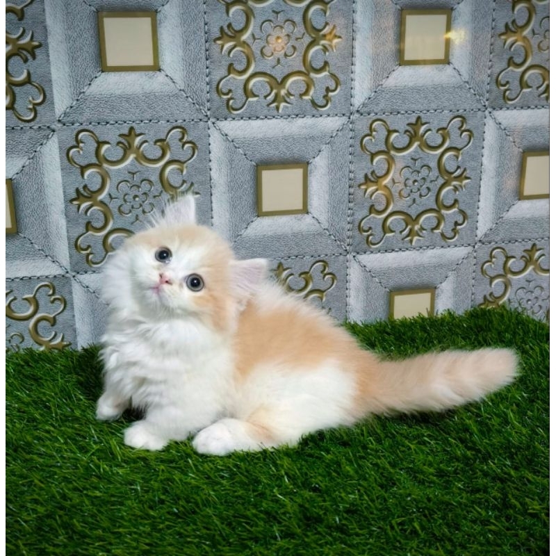 Jual Kucing Munchkin Peaknose Kinkalow Kaki Pendek Persia Anggora ...