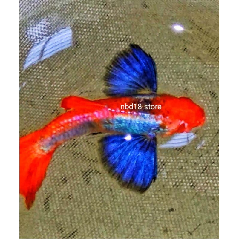 Jual paking box seterofoam guppy platinum redtail koi dumbo ear | Shopee Indonesia