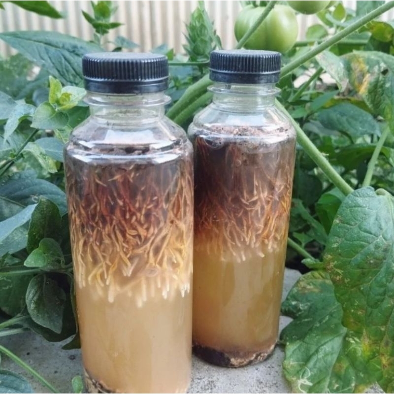 Jual Jakaba Super (Biang Jakaba) 250ml | Shopee Indonesia