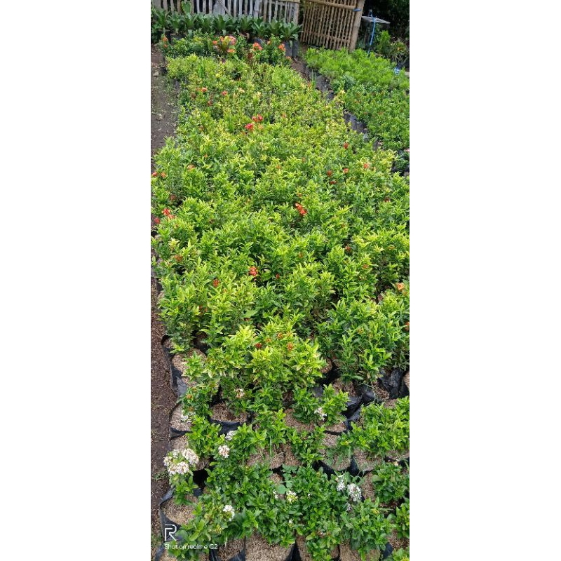 Jual bibit tanaman hias asoka mini | Shopee Indonesia