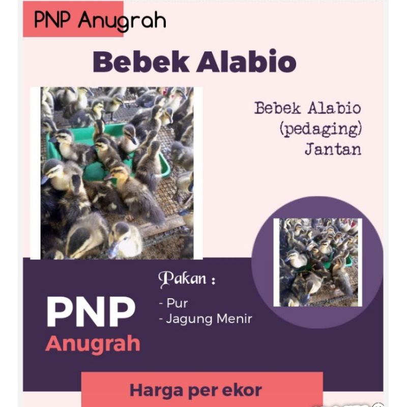 Jual BEBEK PEDAGING ALABIO - ITIK ALABIO - BEBEK KALIMANTAN ALABIO ...