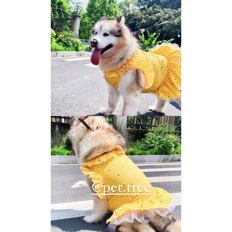 Jual PET TREE • ( 4XL ONLY ) Lemon Dress baju musim panas anjing besar ...