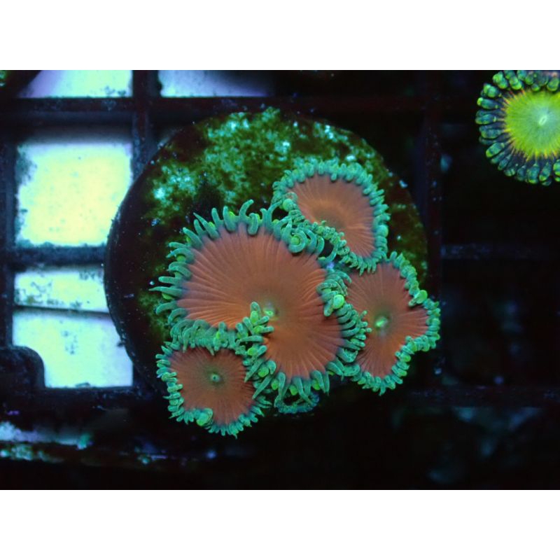 Jual coral zoa red dead | Shopee Indonesia