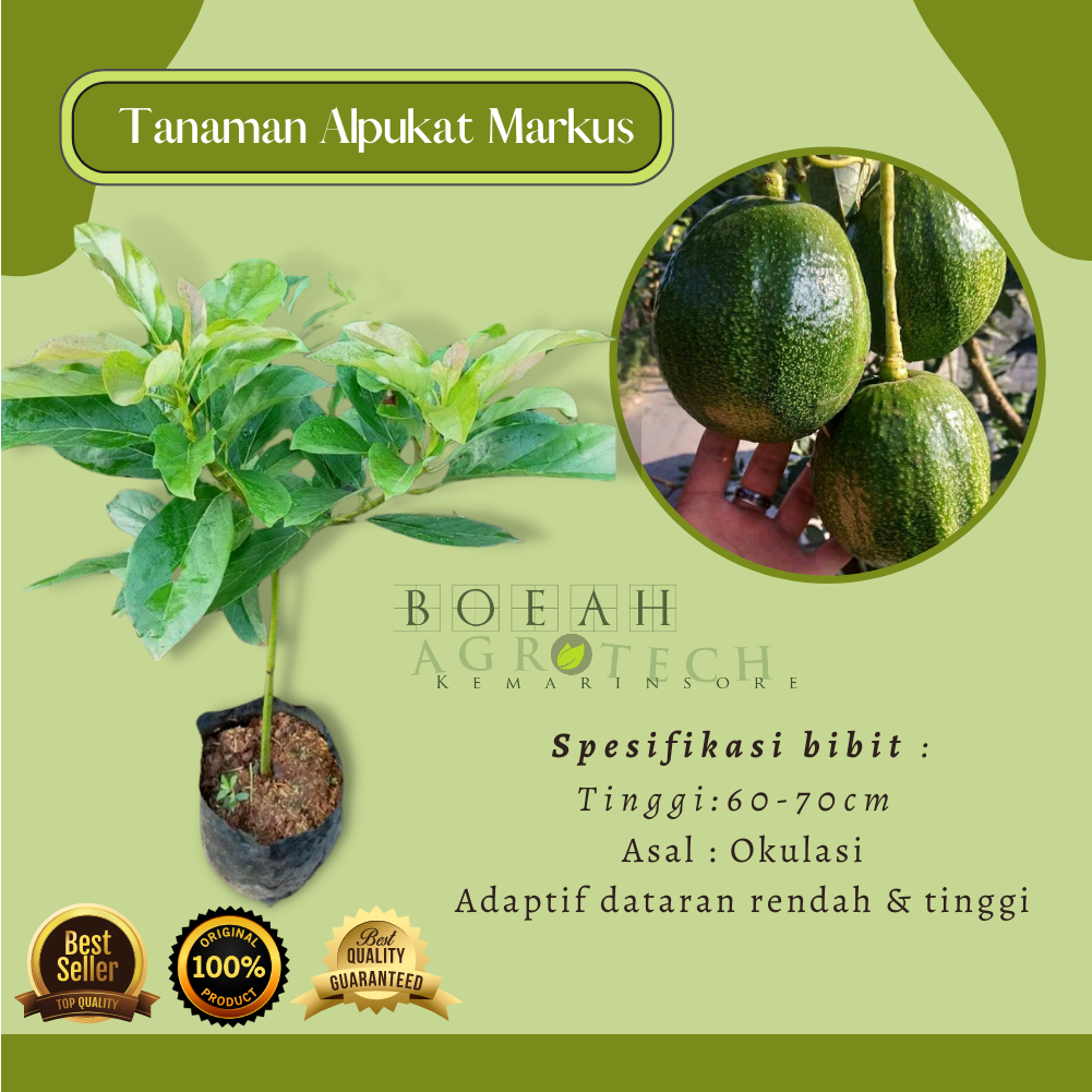 Jual Bibit Alpukat Markus Super Jumbo Okulasi Cepat Berbuah (Jaminan ...