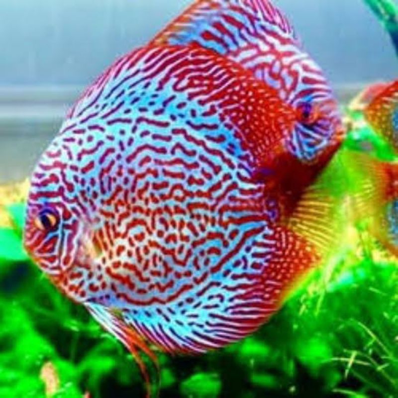Jual packing Styrofoam ikan discus king pipper 2inch | Shopee Indonesia