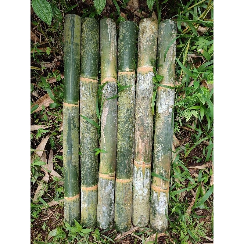 Jual Bambu Bulat Per Potong ( Jenis Bambu Apus) | Shopee Indonesia