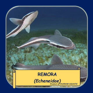 Jual Ikan Remora Terlengkap & Harga Terbaru Maret 2026 | Shopee Indonesia