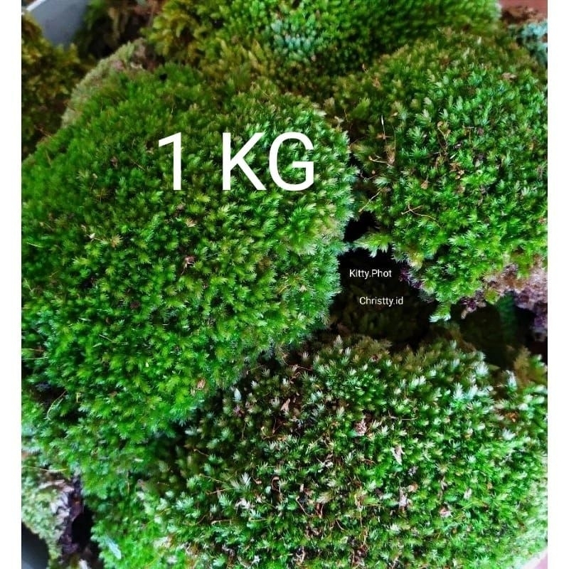 Jual Lumut Hidup/1kg/moss Hutan/Living Moss/lumut hidup/aquascape/1kg ...
