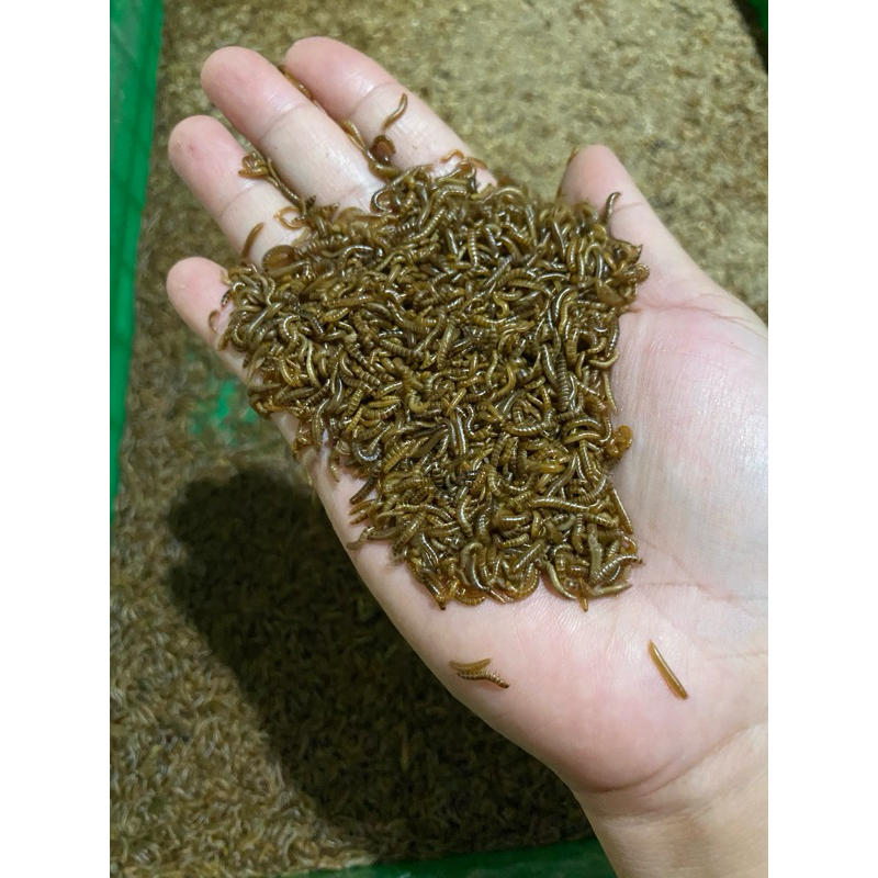 Jual ULAT KANDANG PAKAN BURUNG | Shopee Indonesia