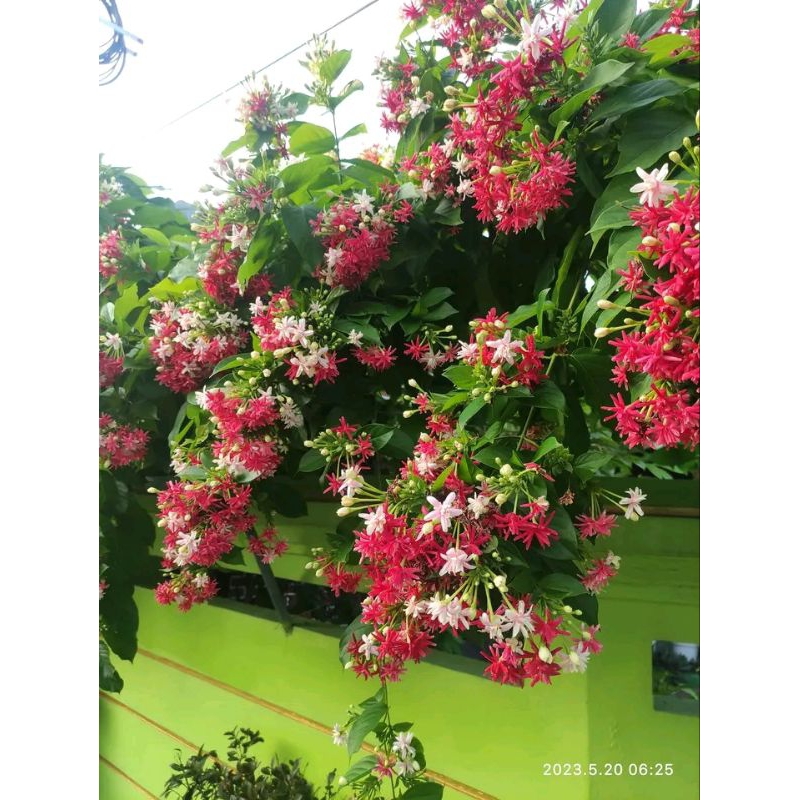 Jual tanaman bunga melati Belanda bunga wangi bunga susun sangat cocok ...
