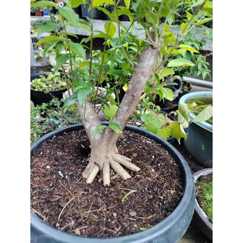 Jual anput prokar dan prospek | Shopee Indonesia