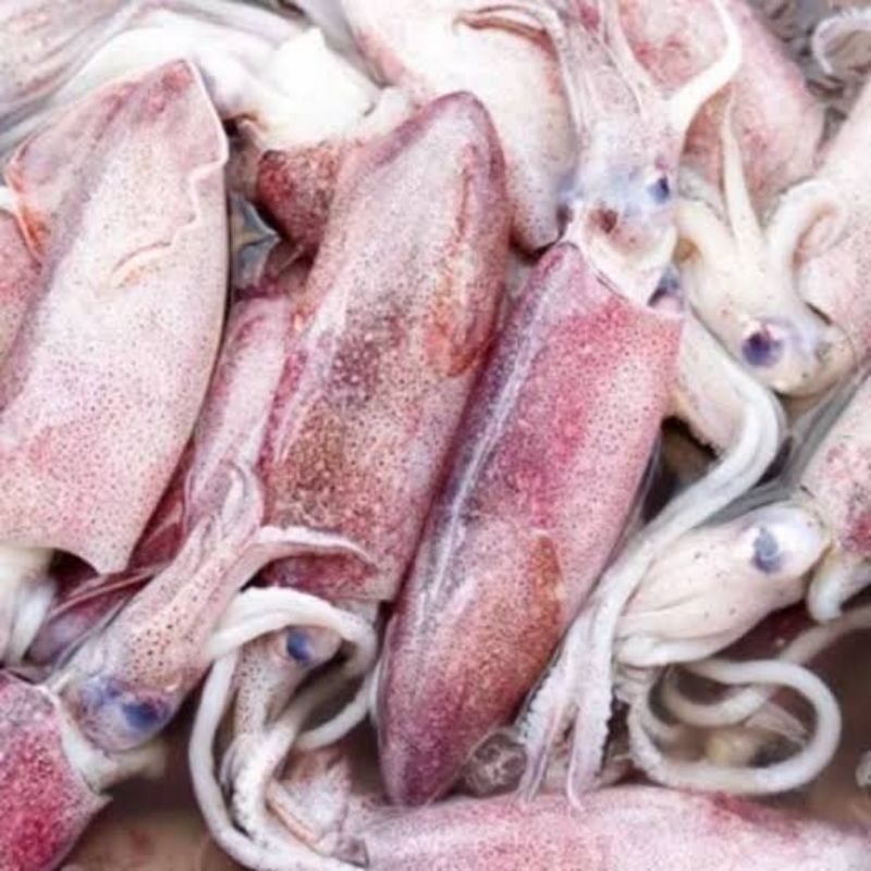 Jual cumi segar fresh harian 6 kg | Shopee Indonesia