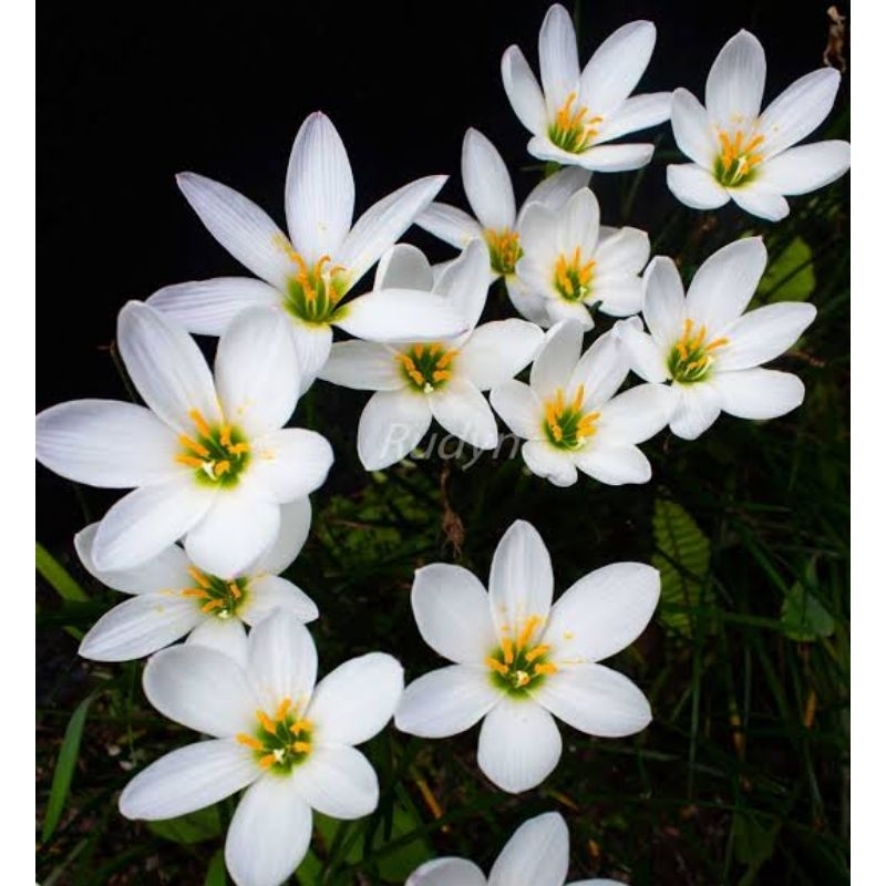 Jual Lily Rain Putih white Lily Rain | Shopee Indonesia