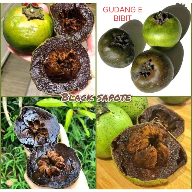 Jual Bibit Buah Sawo Hitam Black Sapote | Shopee Indonesia