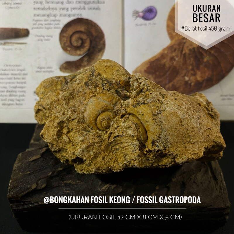 Jual Fosil Keong Purba Natural B67 atau Fossil Gastropoda atau Fosil ...