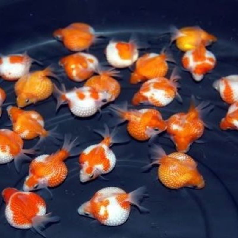 Jual ikan mas koki mutiara | Shopee Indonesia
