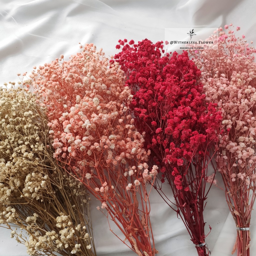 Jual 50 gr Preserved Baby Breath PENDEK / Dried Flower Awetan / Bunga ...