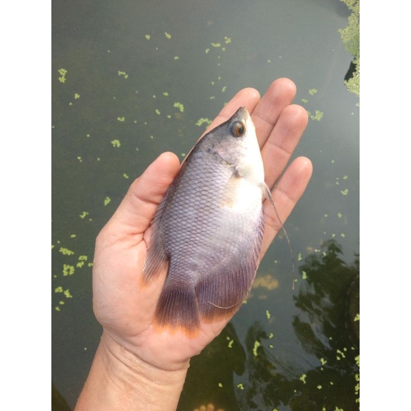 Jual BIBIT/BENIH IKAN GURAME SOANG/GURAME HITAM/GURSO (GARANSI KEMATIAN ...