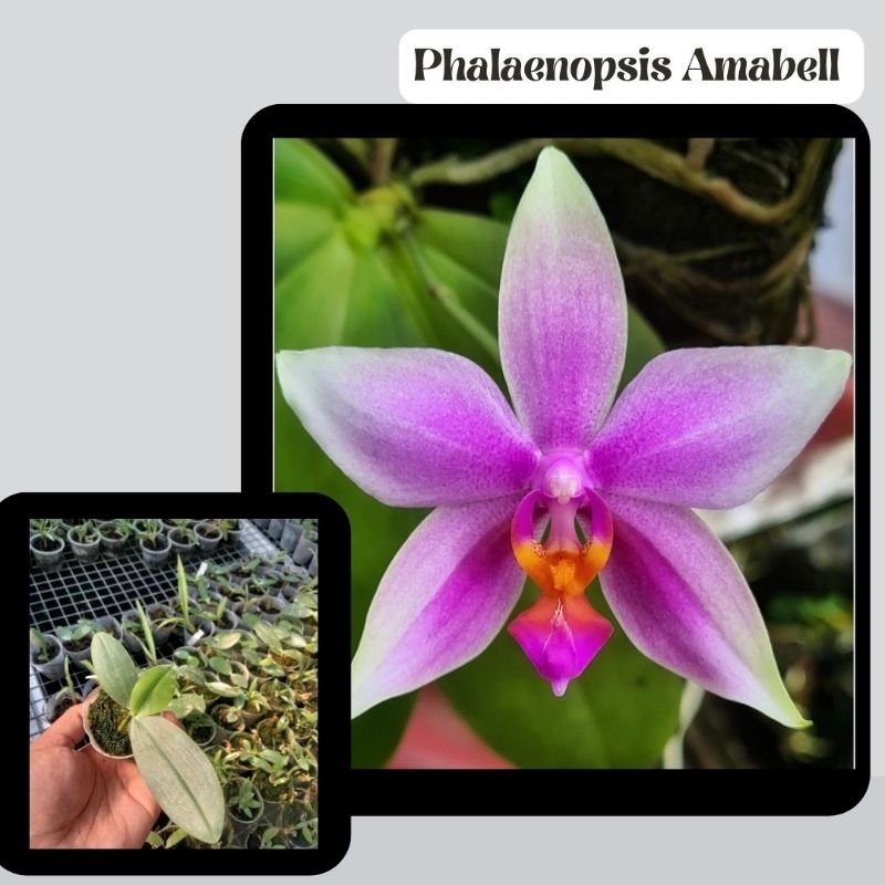 Jual Phalaenopsis Amabell (Phalaenopsis amabilis x Phalaenopsis bellina ...