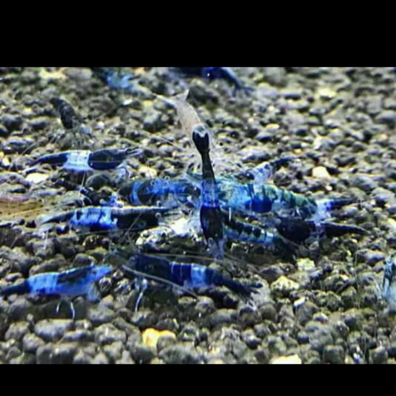 Jual Blue Rili hiasan aQuascape | Shopee Indonesia