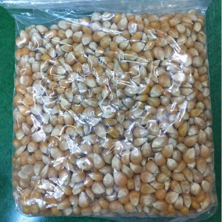 Jual Jagung Pop Corn Popcorn Mentah | 500 Gram (Repack) | Shopee Indonesia