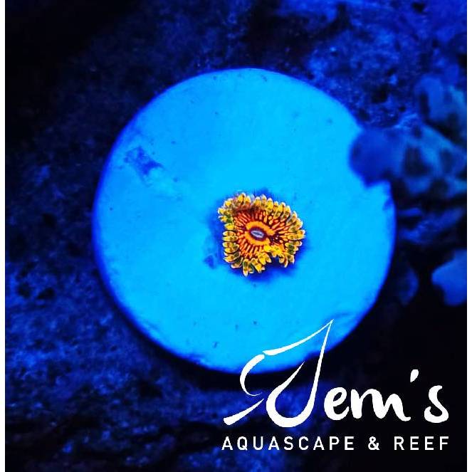 Jual Coral Frag Grand Master Krakatoa Frag Zoa (GMK Zoanthid) | Shopee ...