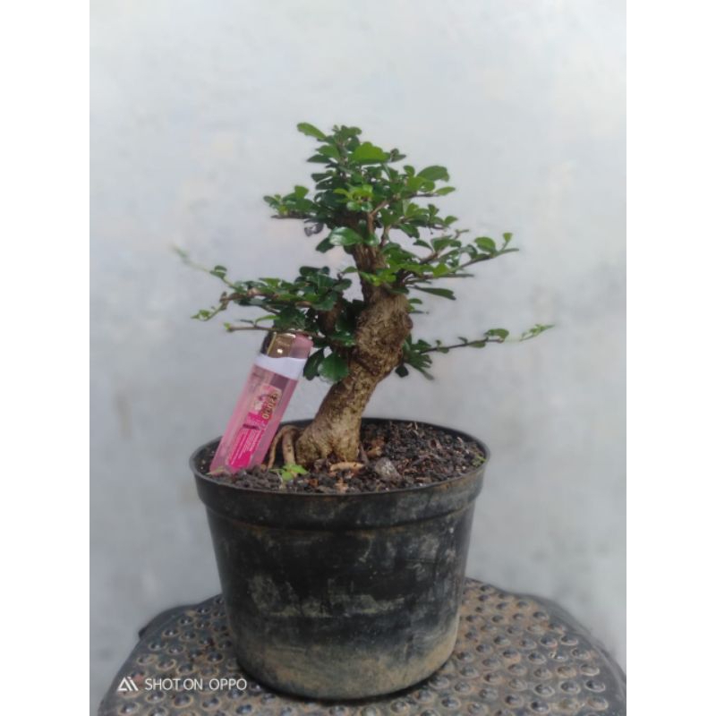 Jual bonsai hoki bunga murah | Shopee Indonesia