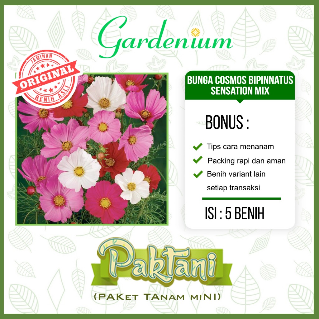 Jual 5 Benih Bunga Cosmos Bipinnatus Sensation Mix Tanaman Bunga Unggul ...