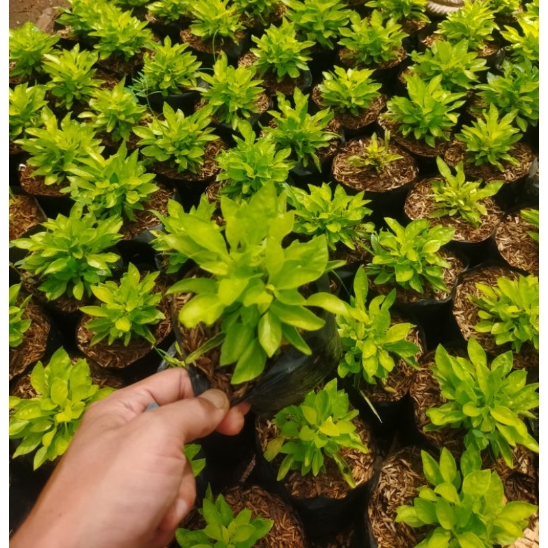 Jual tanaman hias krokot kuning - bibit tanaman krokot kuning - tanaman ...